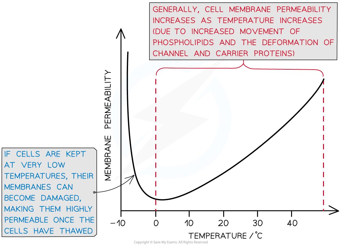AQA A Level Biology 2 4 13 Factors Affecting Membrane Fluidity AQA A Level Biology 2 4 13 Factors Affecting Membrane Fluidity