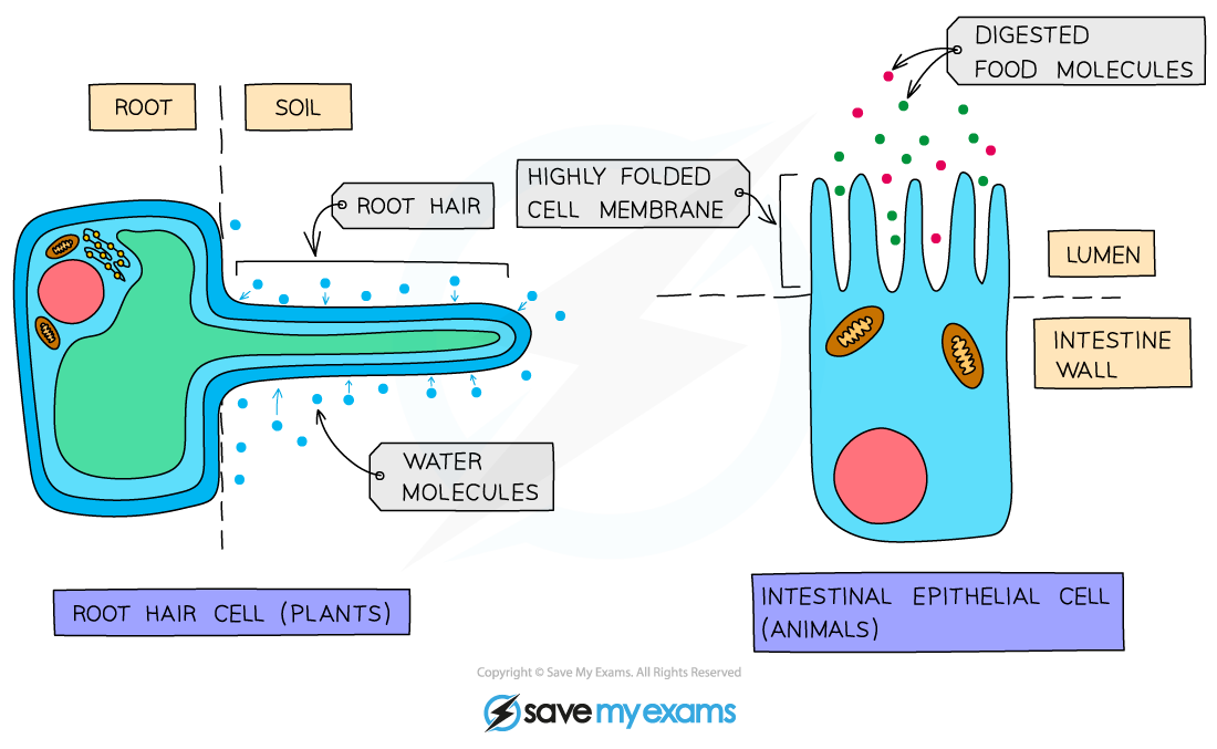 AQA A Level Biology 2 4 12 Specialised Cells 