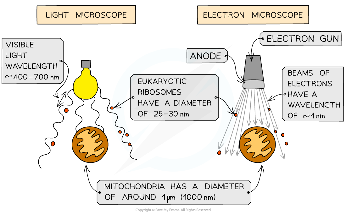 AQA A Level Biology 2 2 4 Resolution Magnification 