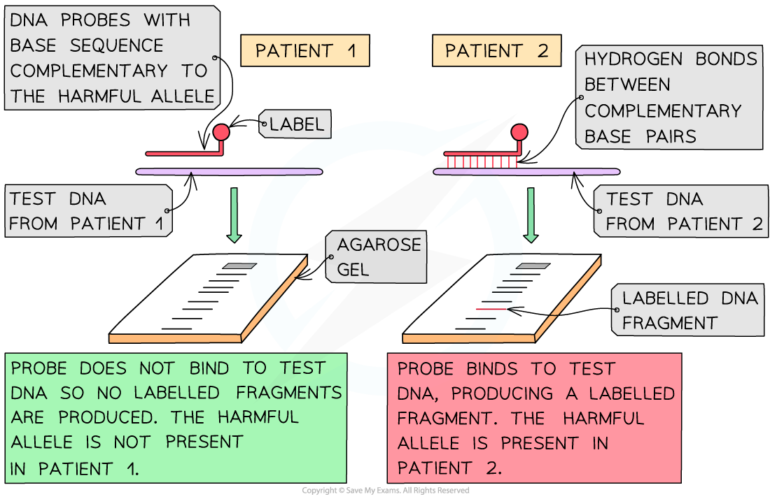 AQA A Level Biology 8 4 7 DNA Probes DNA Hybridisation AQA A Level Biology 8 4 7 DNA Probes DNA Hybridisation
