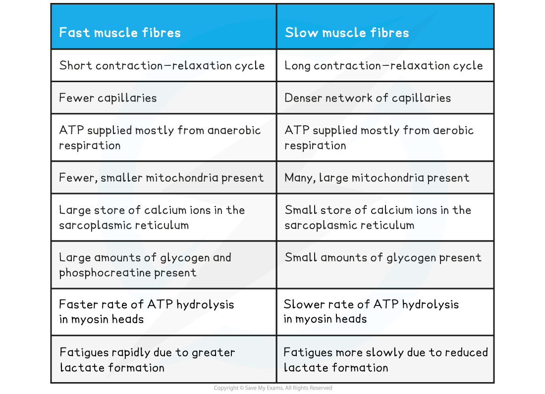 AQA A Level Biology 6 3 5 Slow Fast Skeletal Muscles 