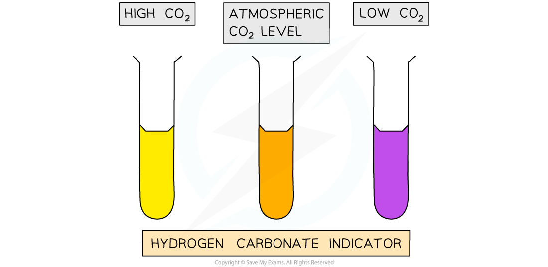 Edexcel IGCSE Biology 2 6 3 Practical Investigating Respiration