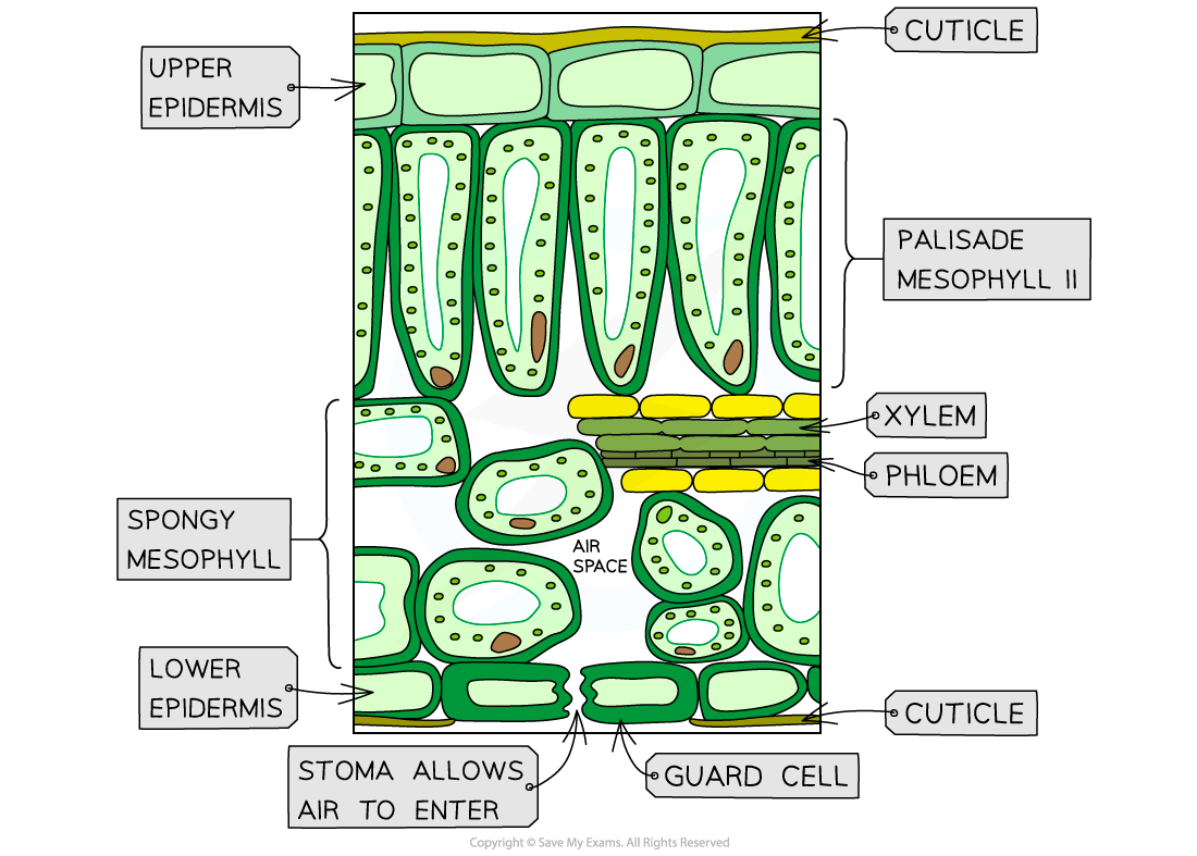 Edexcel IGCSE Biology 2 7 2 Leaf Structure 