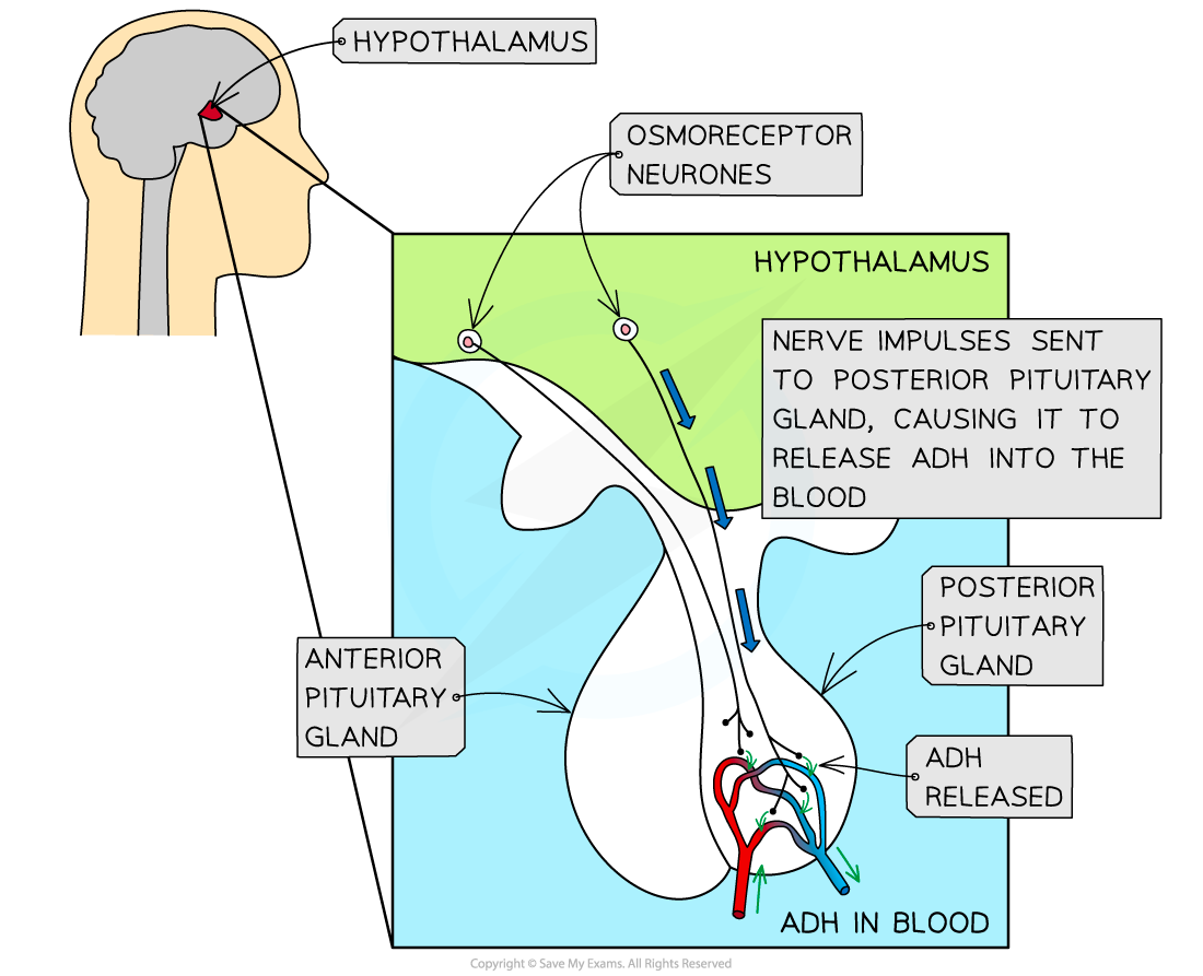 AQA A Level Biology 6 4 11 Control Of Blood Water Potential AQA A Level Biology 6 4 11 Control Of Blood Water Potential