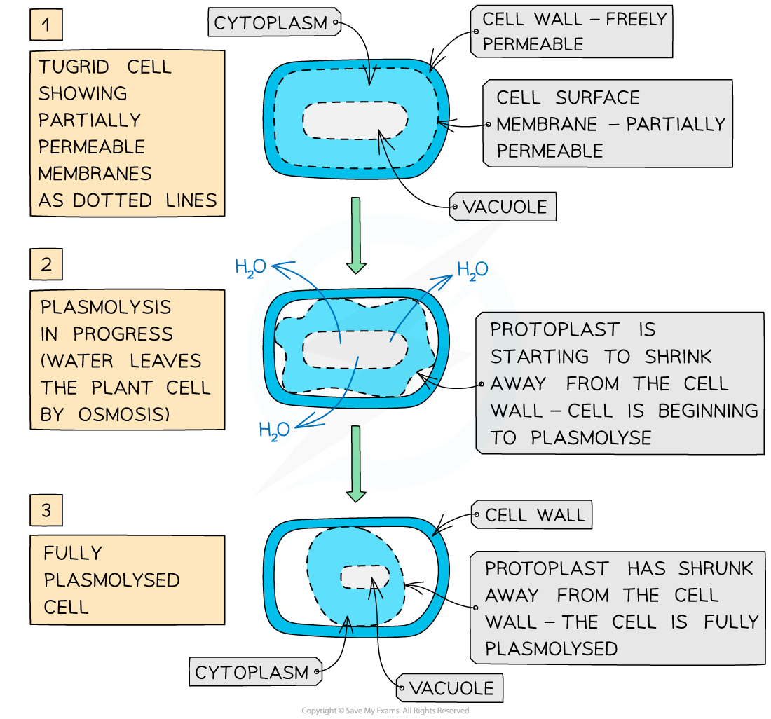 AQA A Level Biology 2 4 6 Osmosis In Plant Cells 