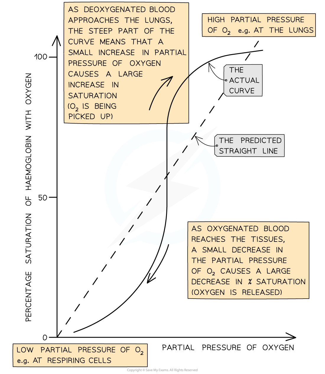 AQA A Level Biology 3 4 4 The Oxygen Dissociation Curve 