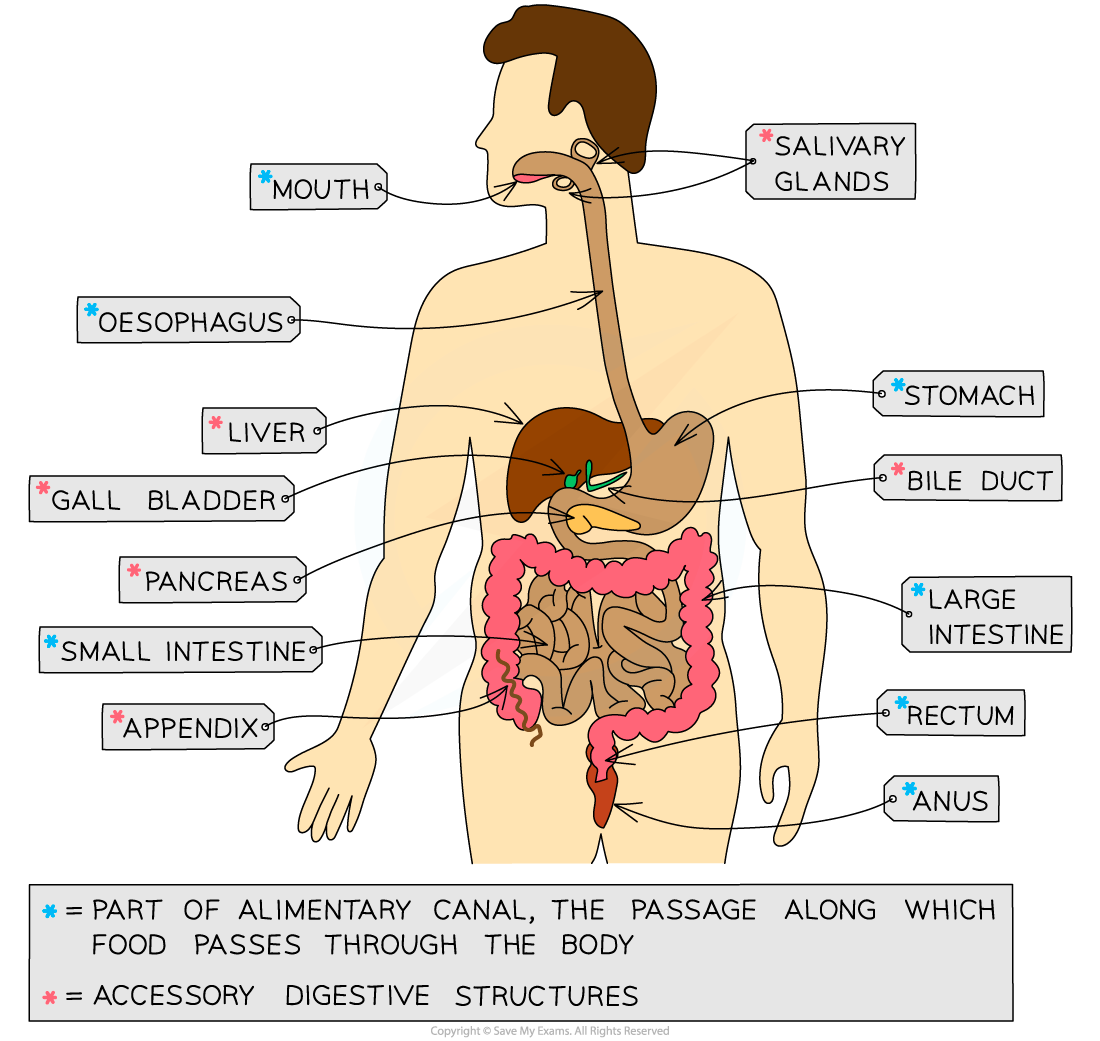 Edexcel IGCSE Biology 2 5 8 Humans The Digestive System 