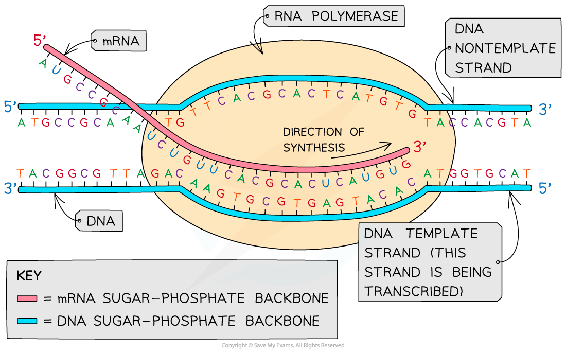 AQA A Level Biology 4 2 3 Transcription 