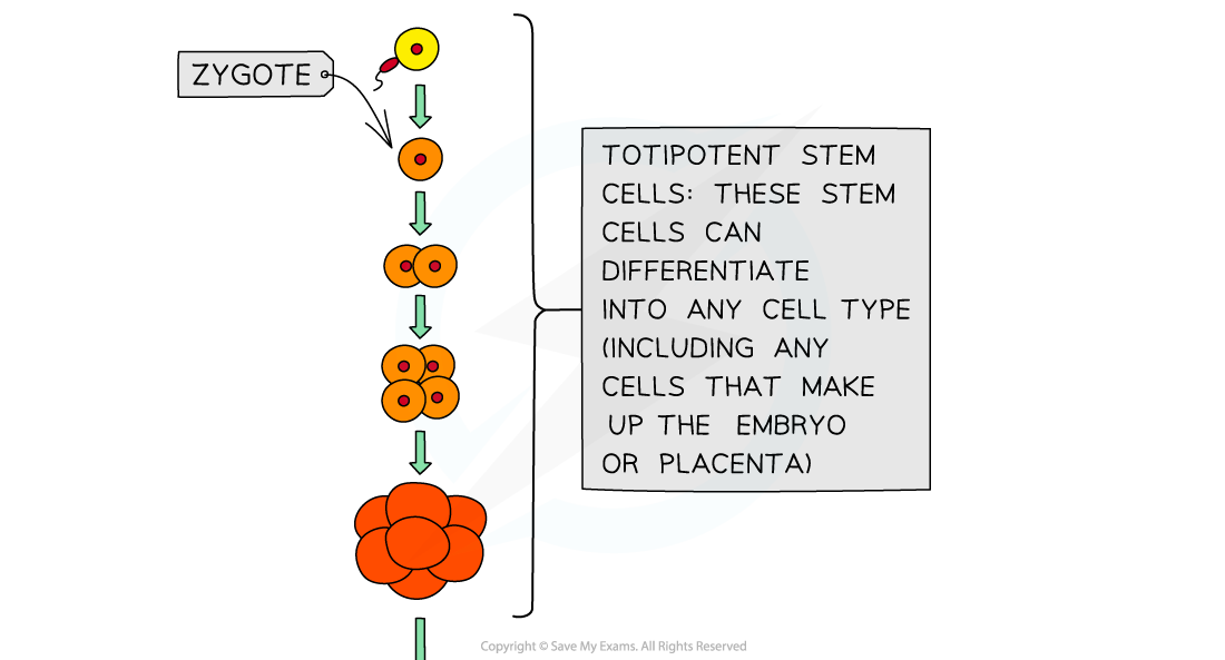 AQA A Level Biology 8 2 2 Stem Cells 