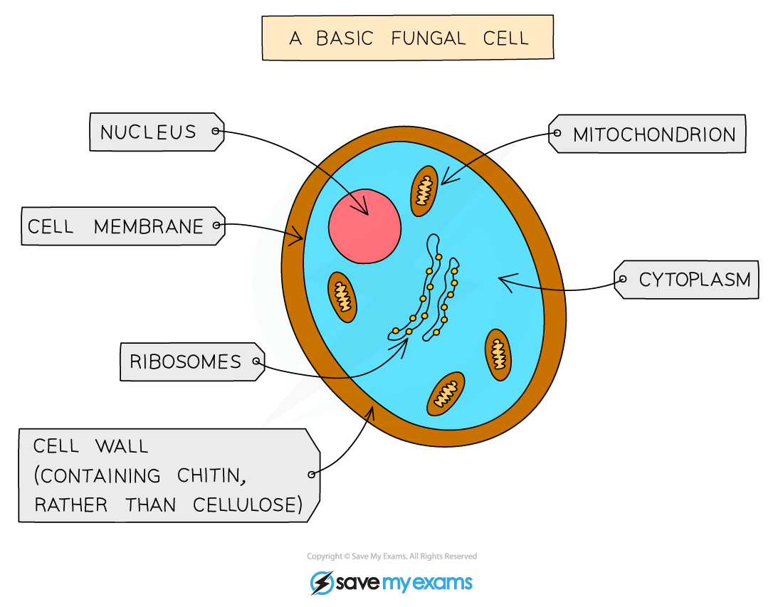 Edexcel IGCSE Biology 5 1 3 Yeast In Food Production Edexcel IGCSE Biology 5 1 3 Yeast In Food Production