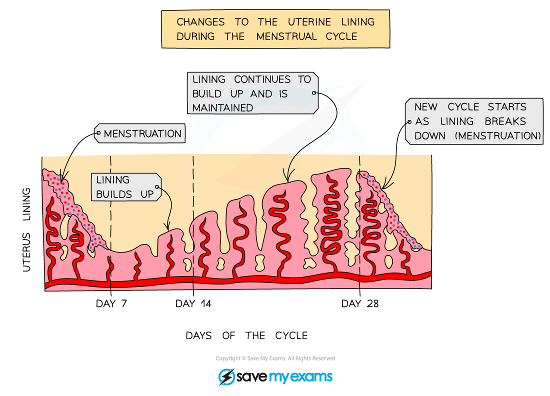 Edexcel IGCSE Biology 3 1 7 Human Sex Hormones 