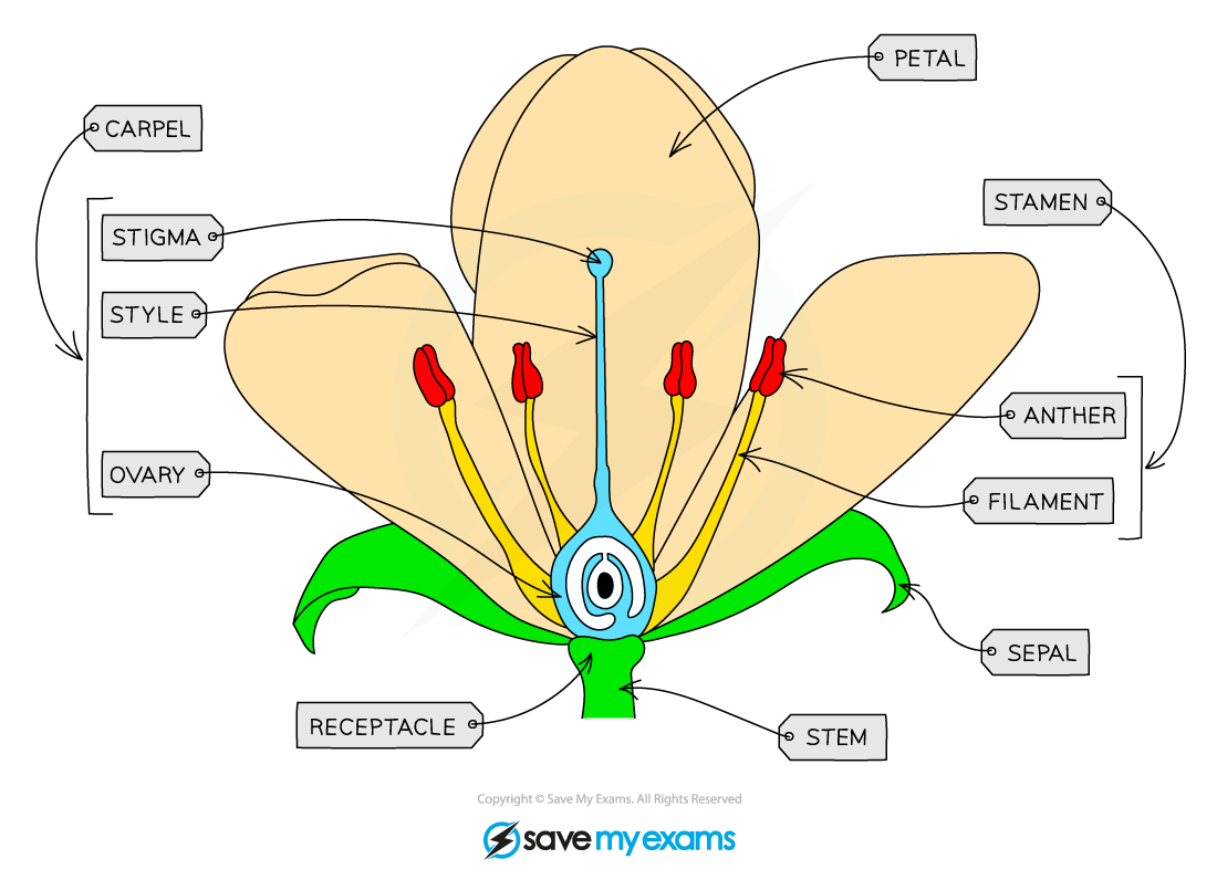Edexcel IGCSE Biology 3 1 2 Sexual Reproduction In Flowering Edexcel IGCSE Biology 3 1 2 Sexual Reproduction In Flowering