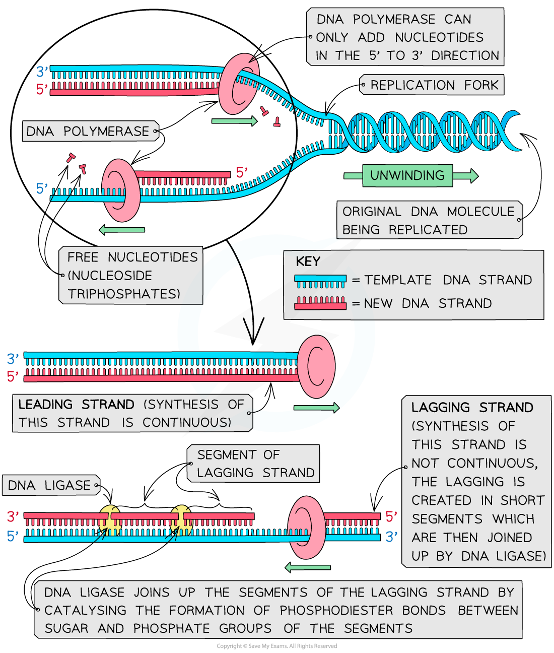 IB DP Biology HL 7 1 2 Mechanism Of DNA Replication 