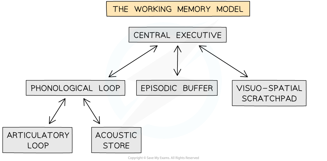 AQA A Level Psychology 2 2 1 Working Memory Model 