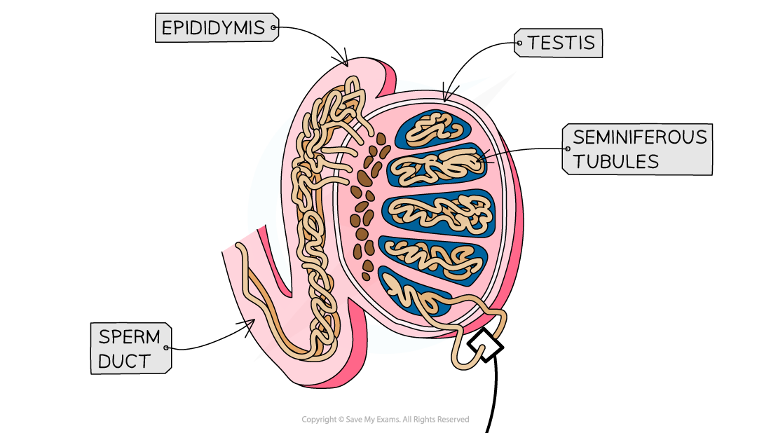 IB DP Biology HL 11 4 1 Oogenesis Spermatogenesis 