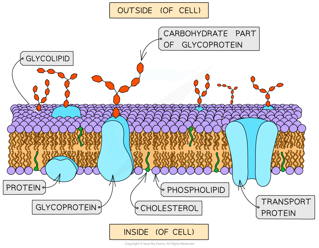 CIE A Level Biology 4 1 1 The Fluid Mosaic Model 