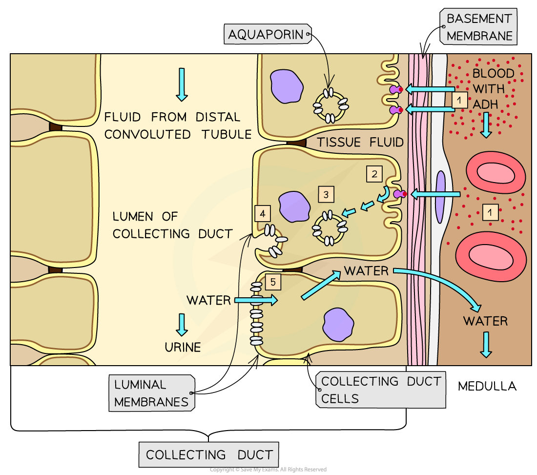 CIE A Level Biology 14 1 6 Osmoregulation CIE A Level Biology 14 1 6 Osmoregulation