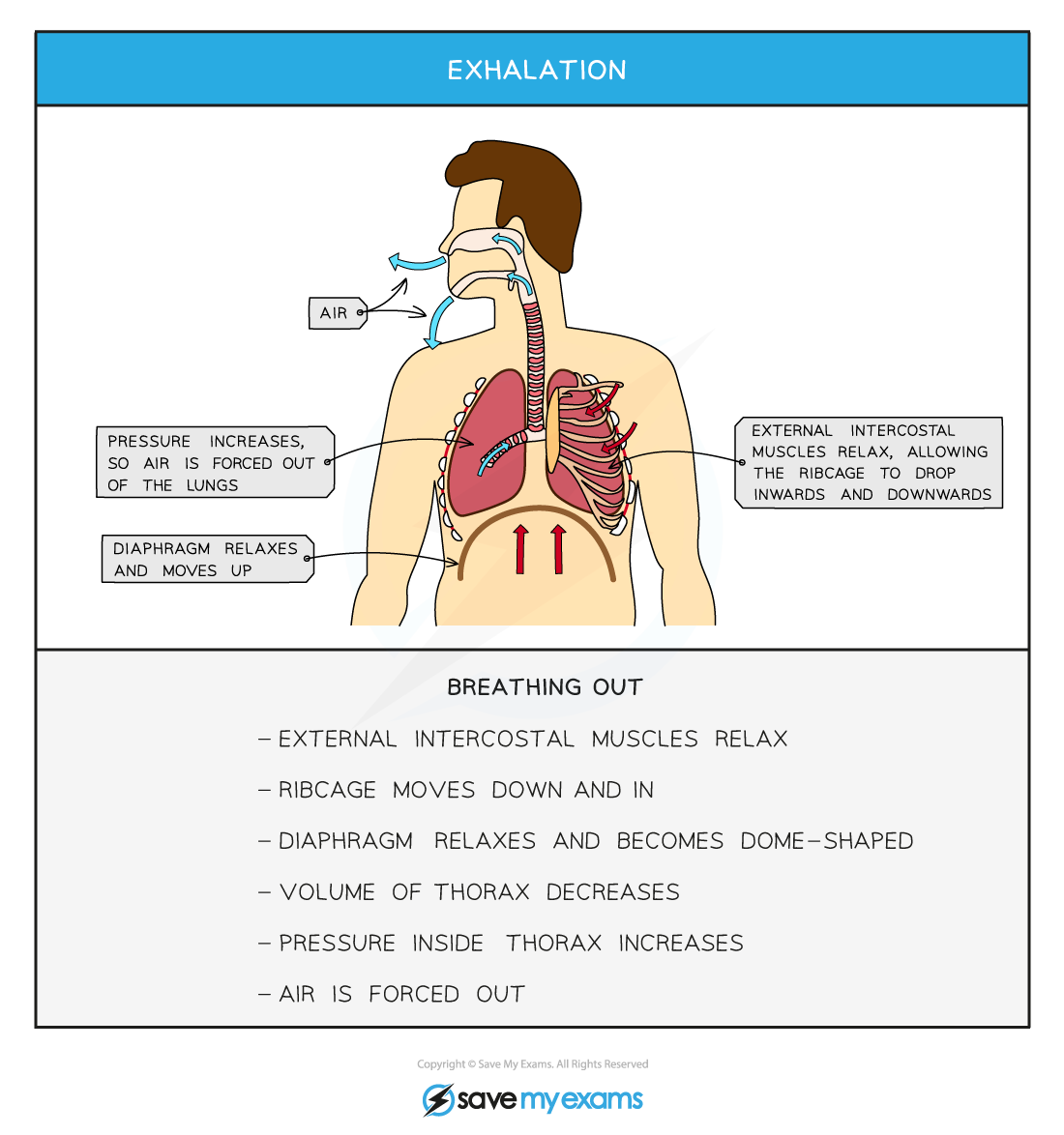IB DP Biology SL 6 4 2 Ventilation Mechanism 