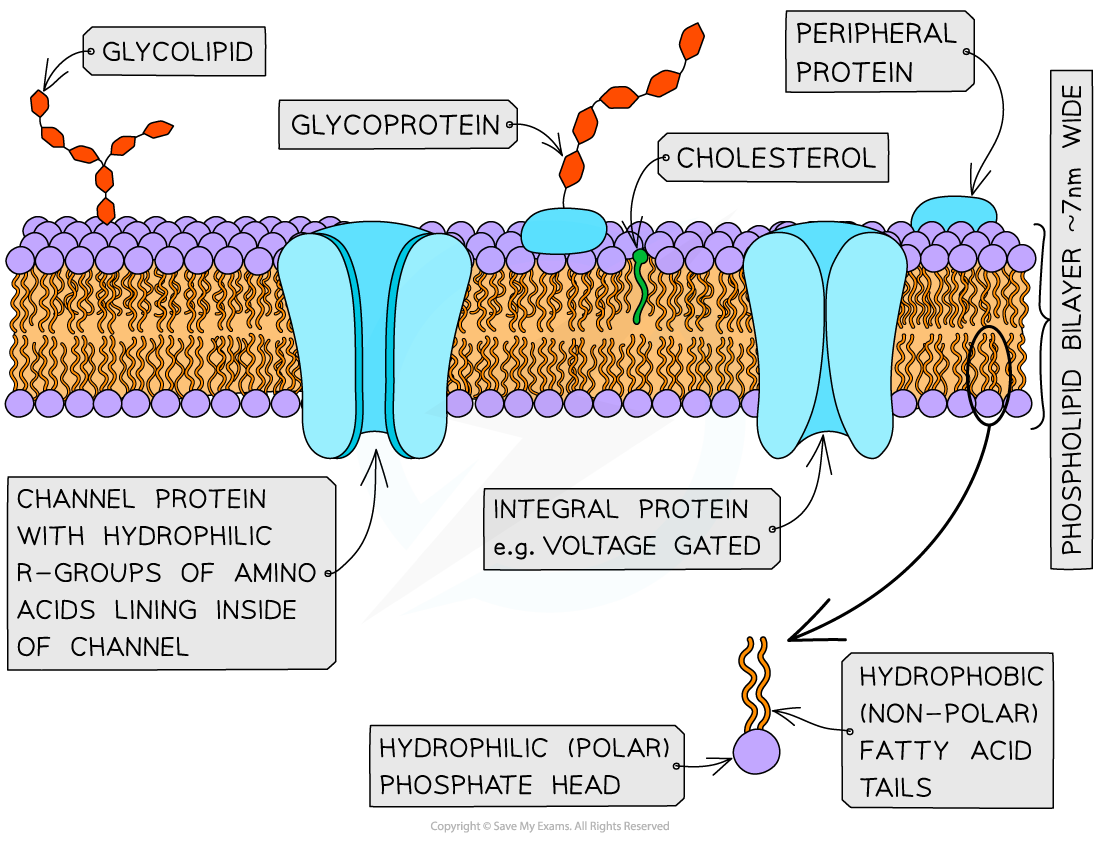CIE A Level Biology 4 1 1 The Fluid Mosaic Model 