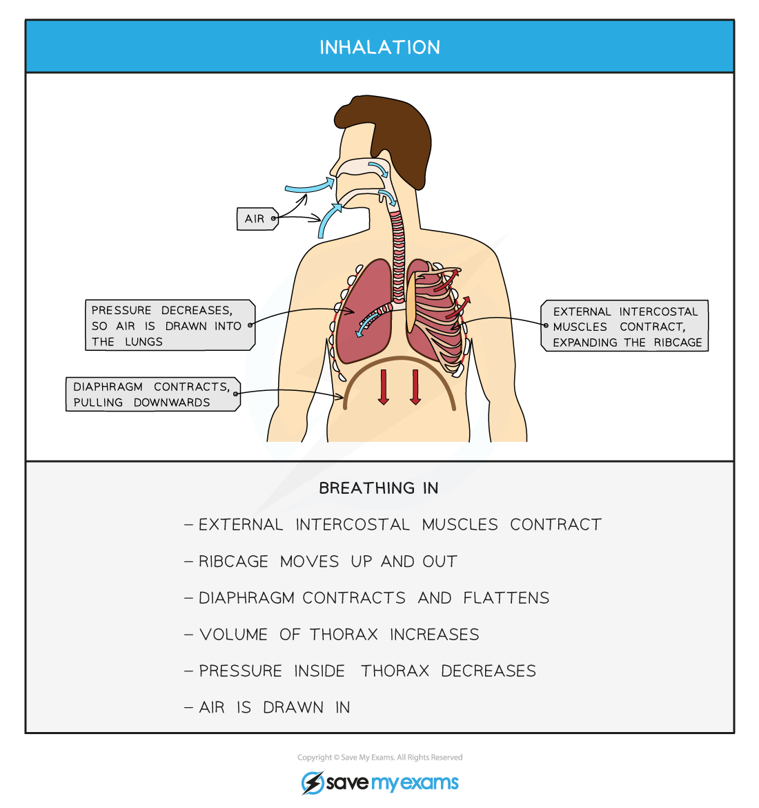 IB DP Biology SL 6 4 2 Ventilation Mechanism 