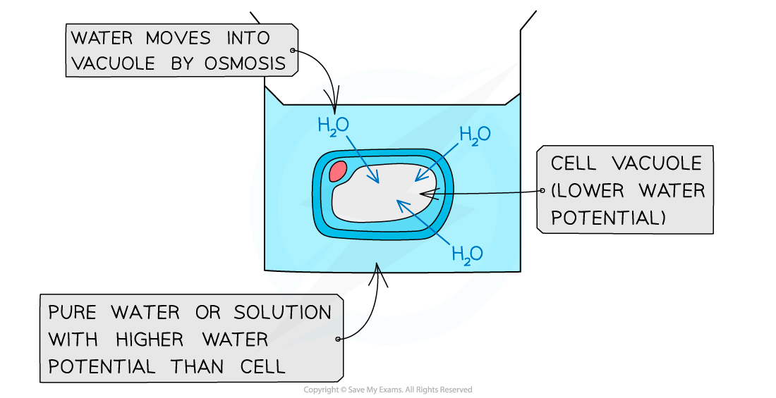CIE A Level Biology 4 2 10 Osmosis In Plant Cells 