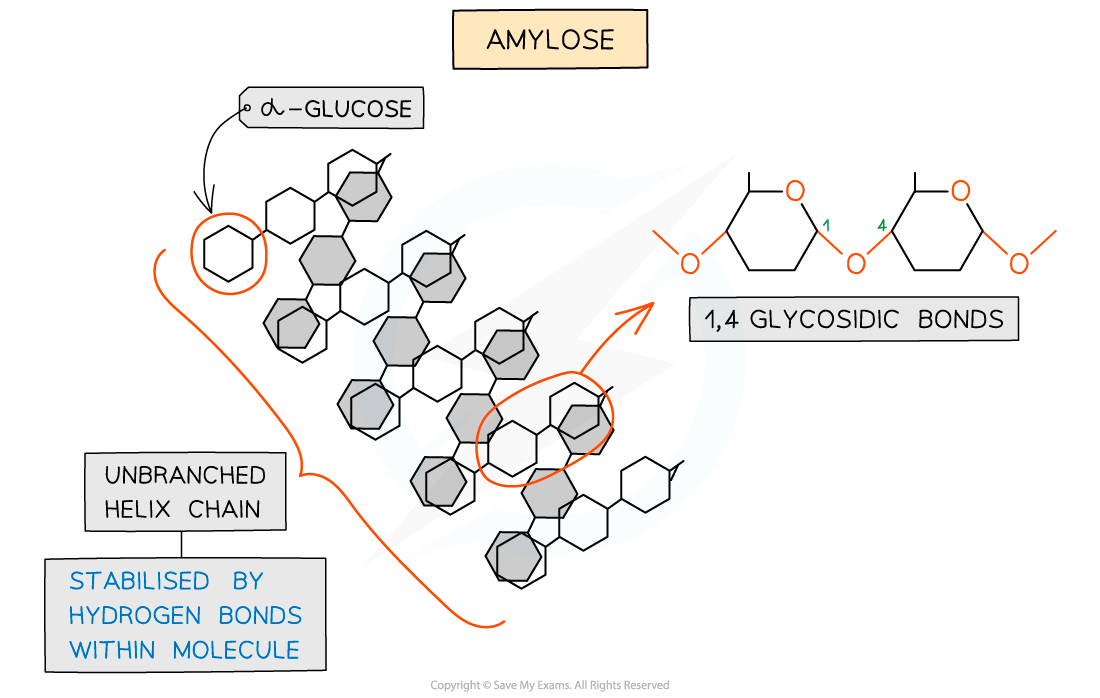 CIE A Level Biology 2 2 5 Starch Glycogen CIE A Level Biology 2 2 5 Starch Glycogen