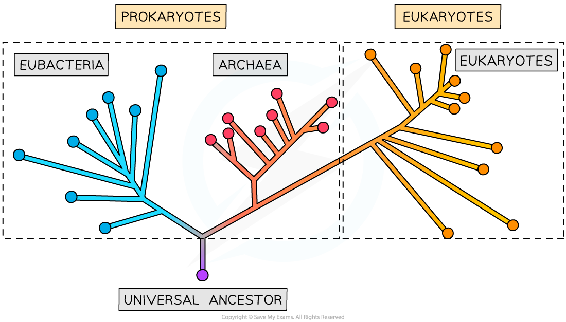 CIE A Level Biology 18 1 2 The Three Domains Archaea Bacteria