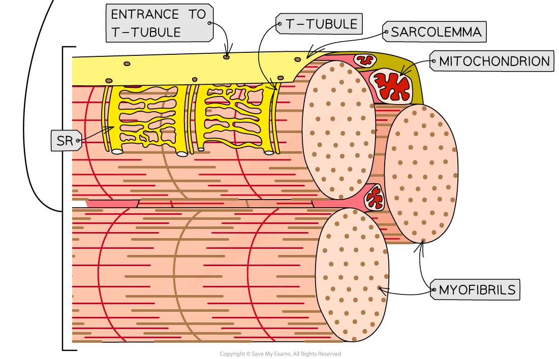 CIE A Level Biology 15 1 11 Ultrastructure Of Striated Muscle CIE A Level Biology 15 1 11 Ultrastructure Of Striated Muscle