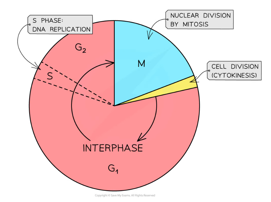 Edexcel A SNAB A Level Biology 3 2 1 The Cell Cycle 