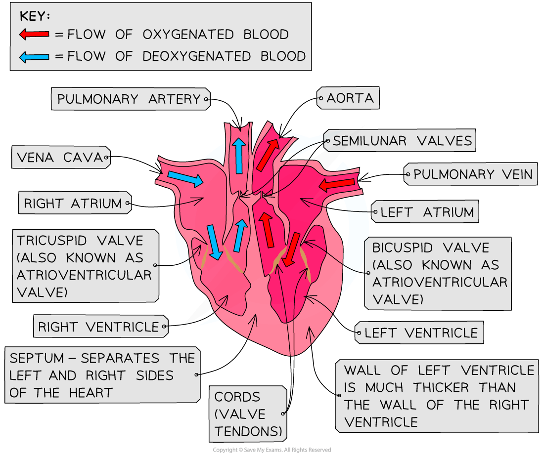 Edexcel A SNAB A Level Biology 1 1 3 Mammalian Heart Structure